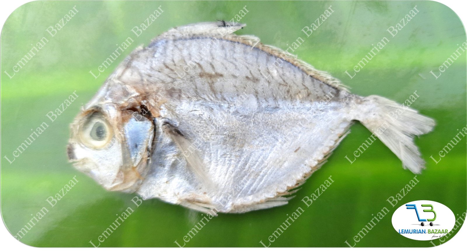 Silver Belly | Kaaral-Medium | காரல் – Dry Fish Hut